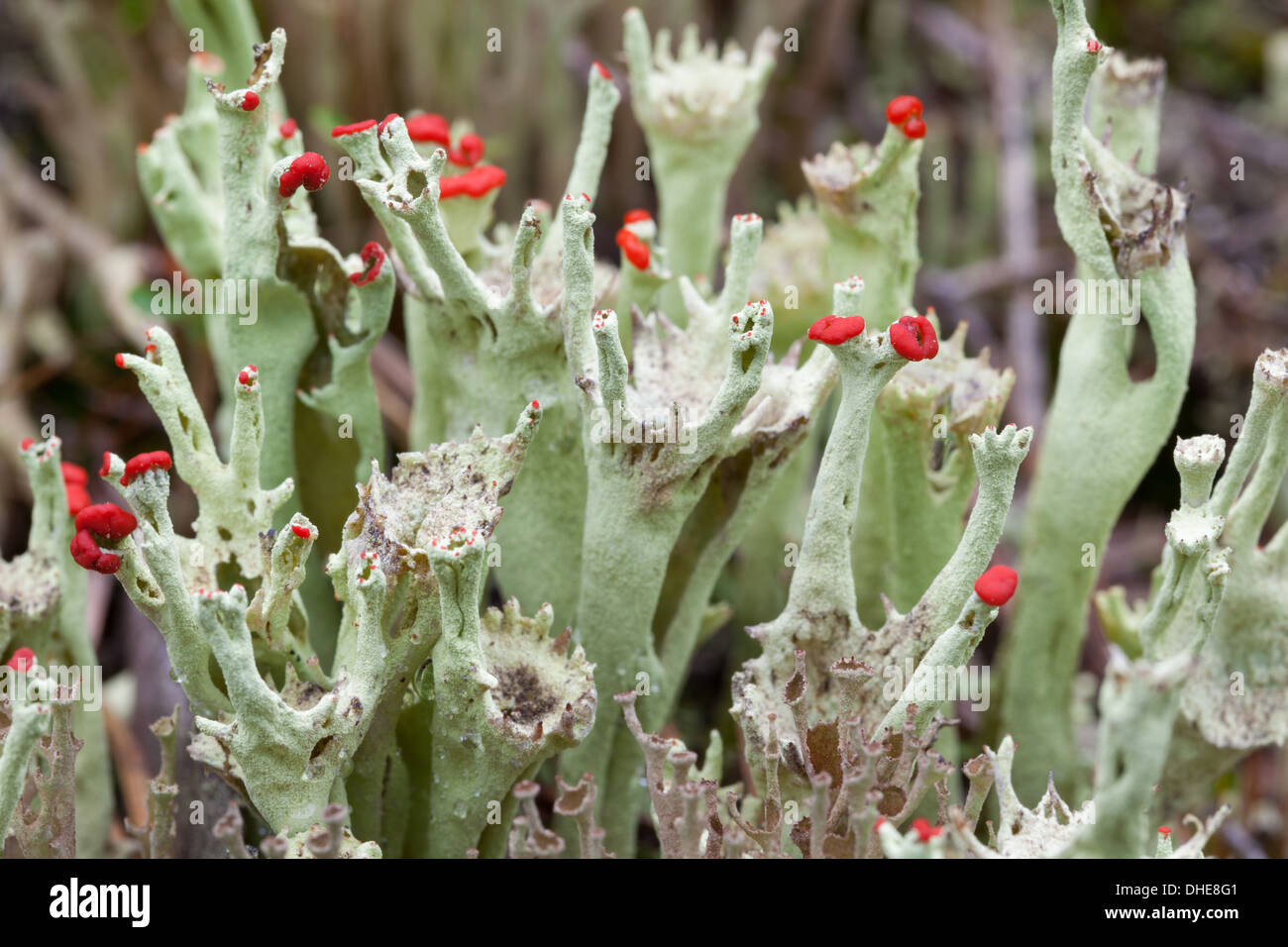 Cladonia coccifera pladonia coccifera -Fotos und -Bildmaterial in hoher ...