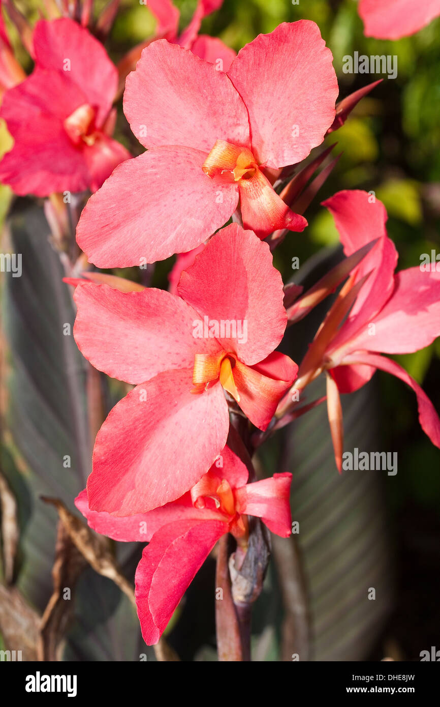 Tropische rosa blumen -Fotos und -Bildmaterial in hoher Auflösung – Alamy