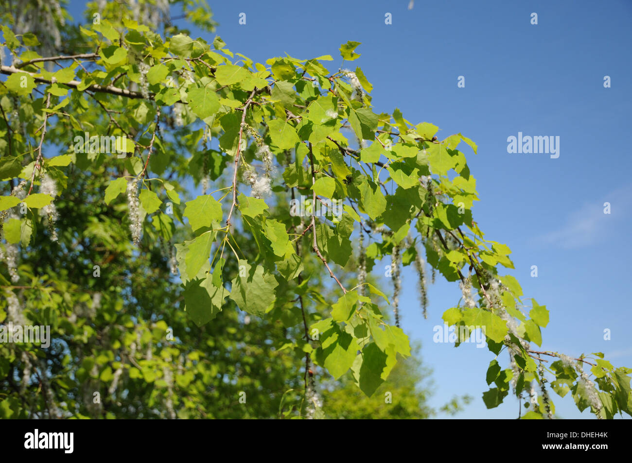 Espe frucht -Fotos und -Bildmaterial in hoher Auflösung – Alamy