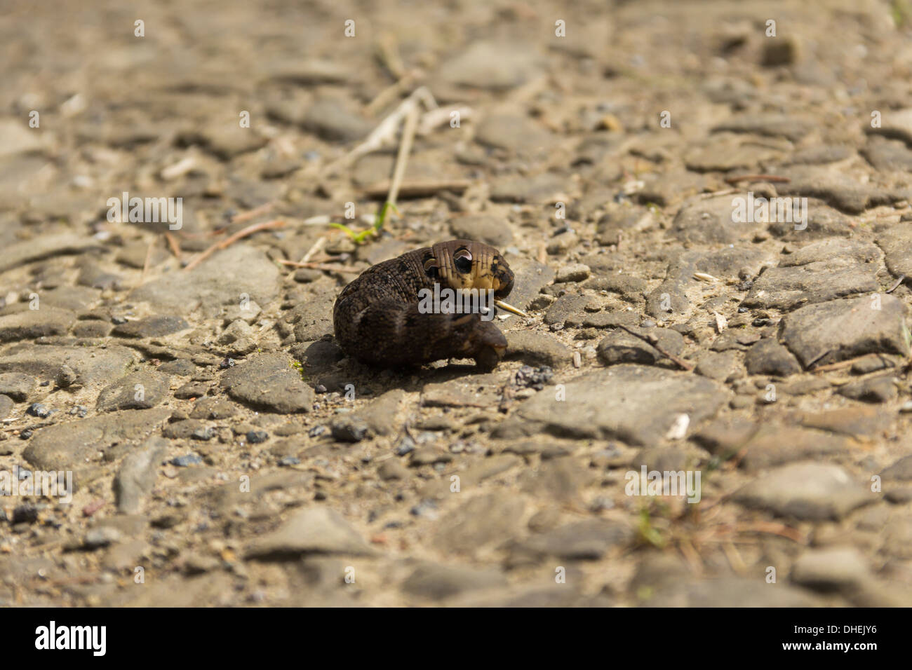 Evolution tarnung -Fotos und -Bildmaterial in hoher Auflösung – Alamy