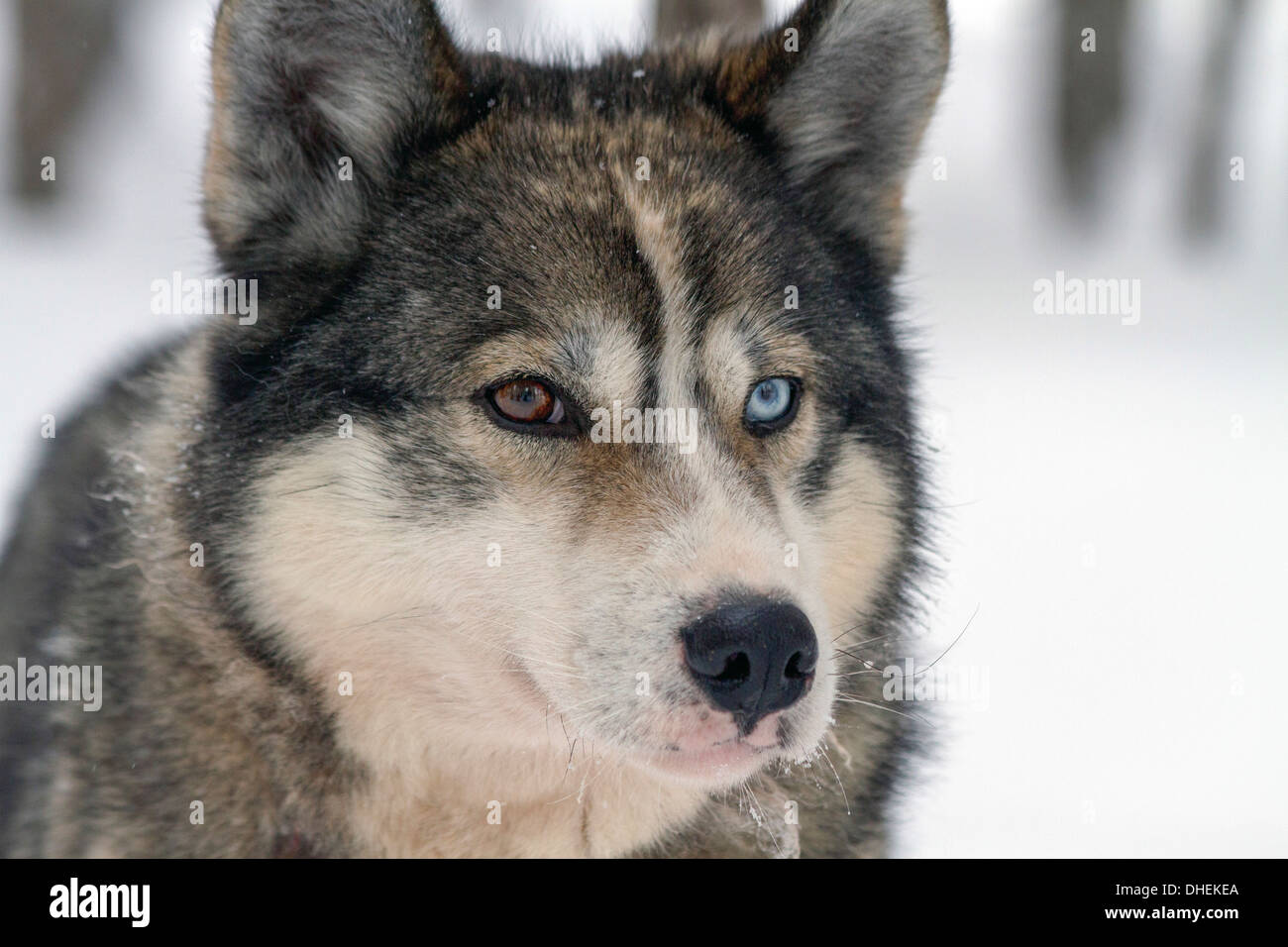 Hunde teams -Fotos und -Bildmaterial in hoher Auflösung – Alamy