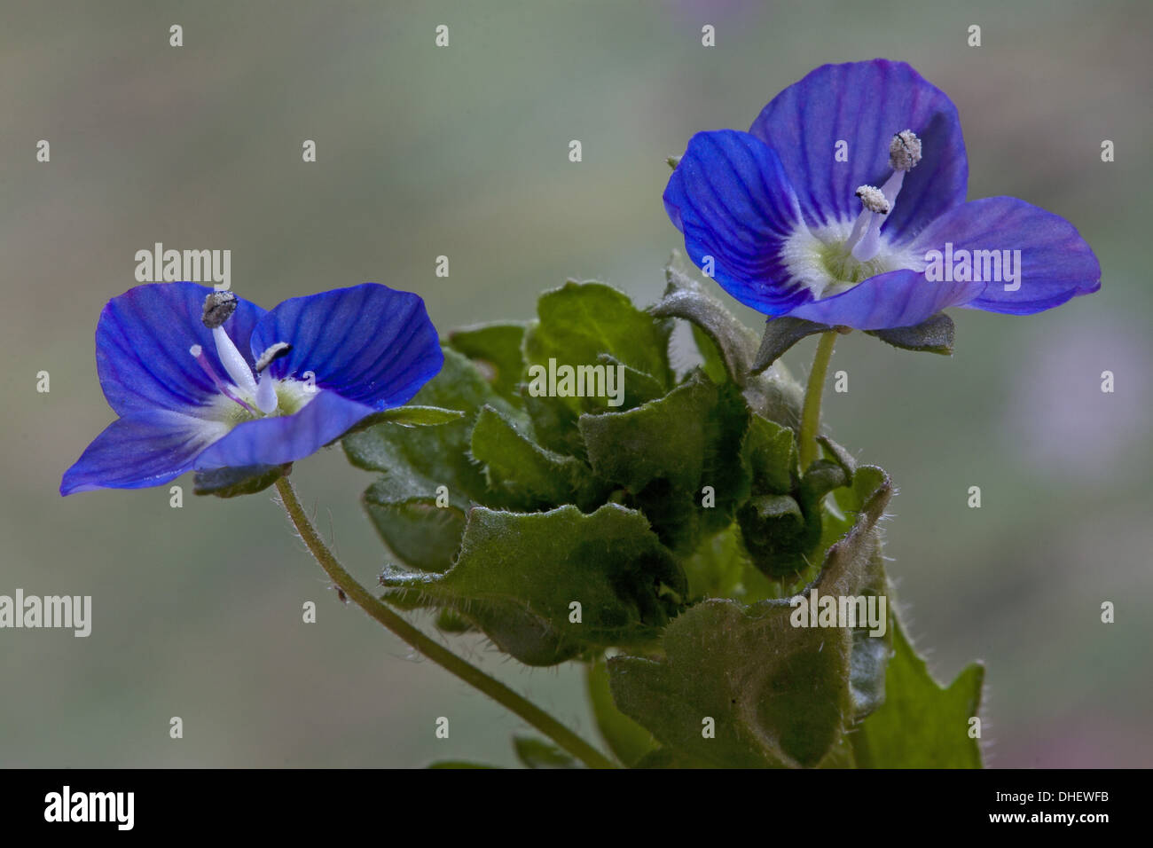 Persischer ehrenpreis -Fotos und -Bildmaterial in hoher Auflösung – Alamy