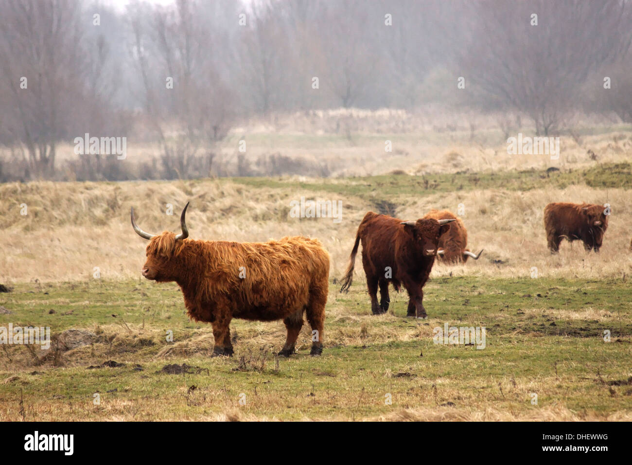 Schottland bullen -Fotos und -Bildmaterial in hoher Auflösung – Alamy