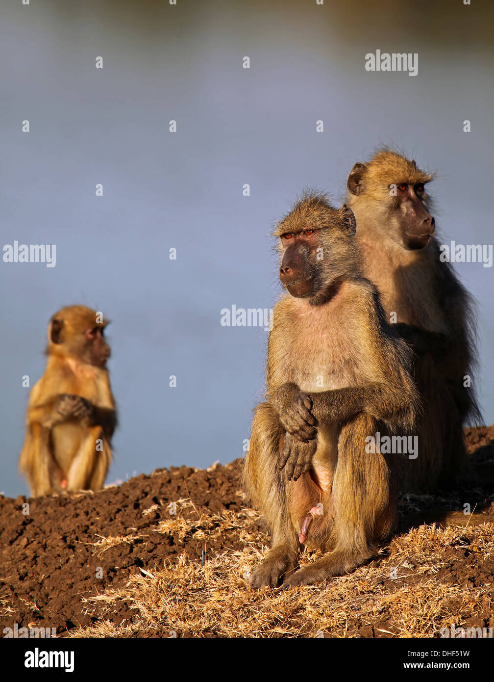 Gelber pavian babuin -Fotos und -Bildmaterial in hoher Auflösung – Alamy