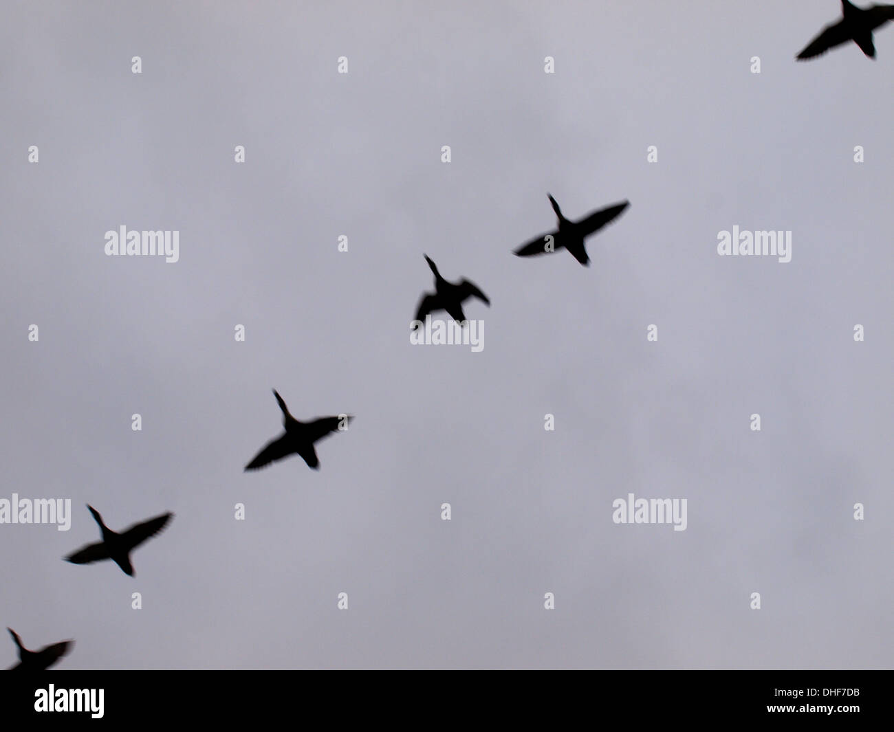 Fliegende wildenten als silhouette -Fotos und -Bildmaterial in hoher ...