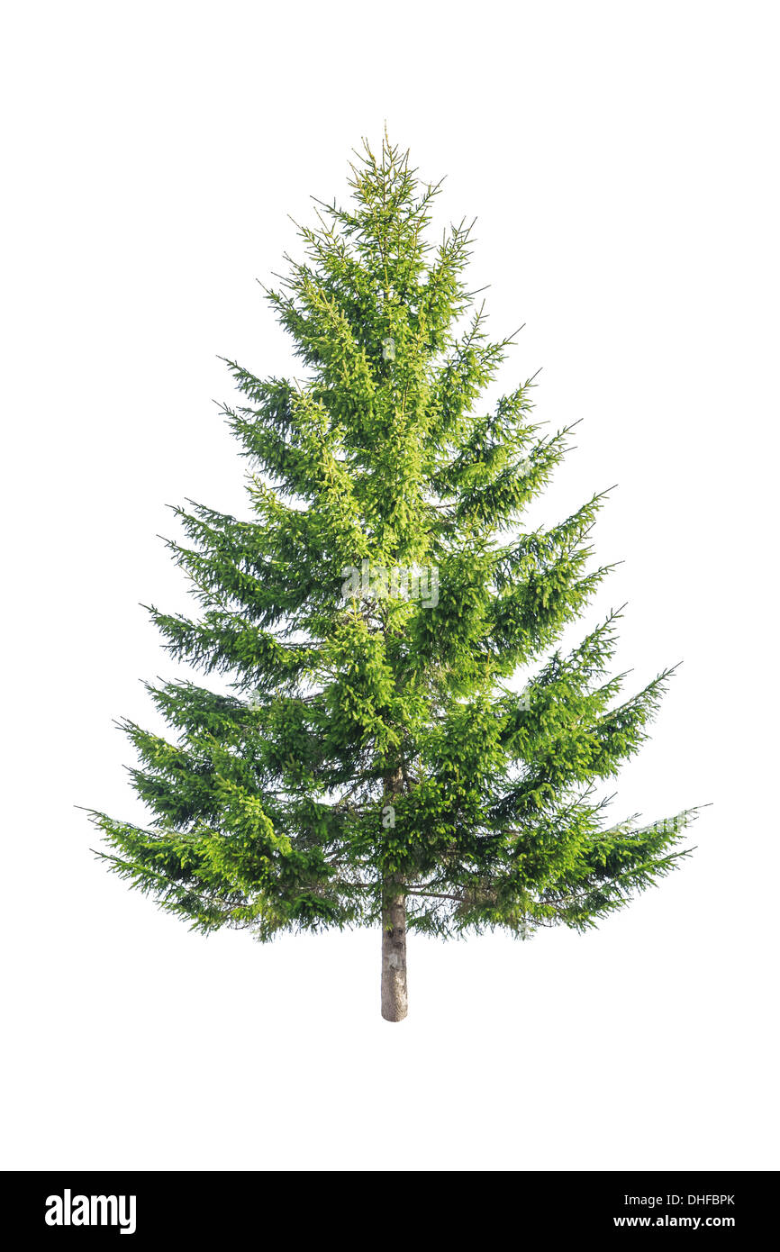 Ihre tanne Ausgeschnittene Stockfotos und -bilder - Alamy