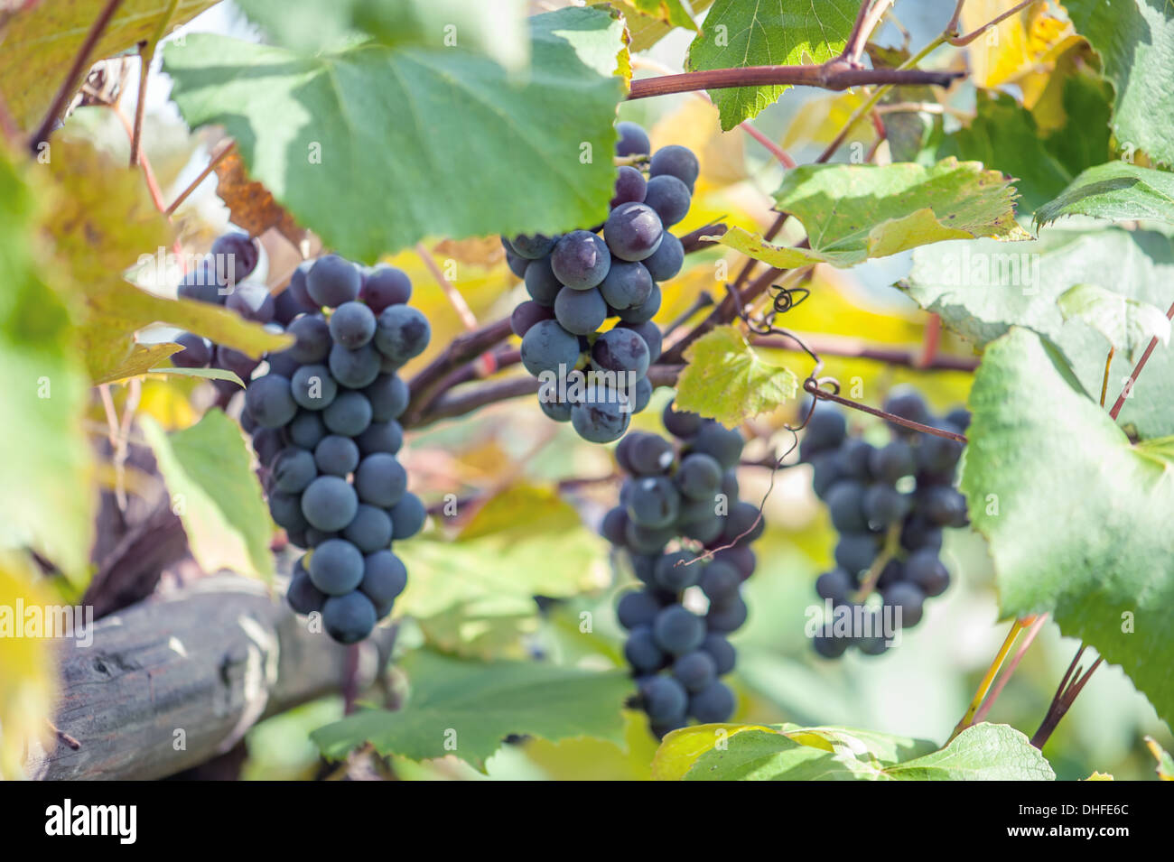 Nahaufnahme traube -Fotos und -Bildmaterial in hoher Auflösung – Alamy