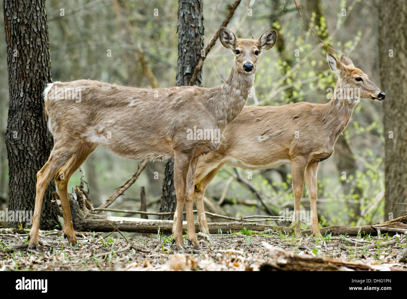 Hirsch in einem wald -Fotos und -Bildmaterial in hoher Auflösung – Alamy