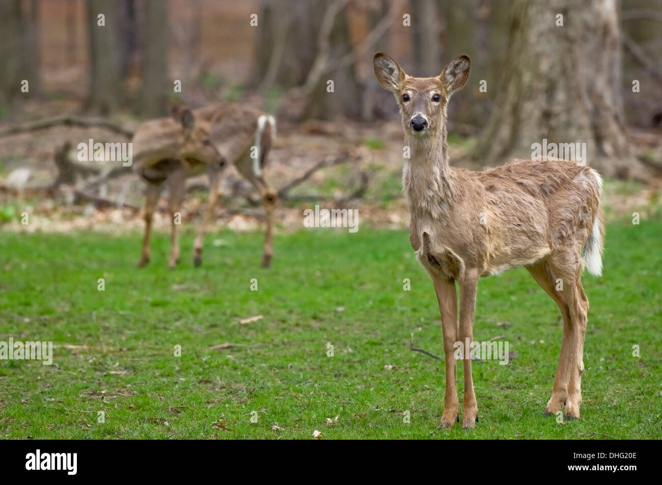 Hirsch in einem wald -Fotos und -Bildmaterial in hoher Auflösung – Alamy