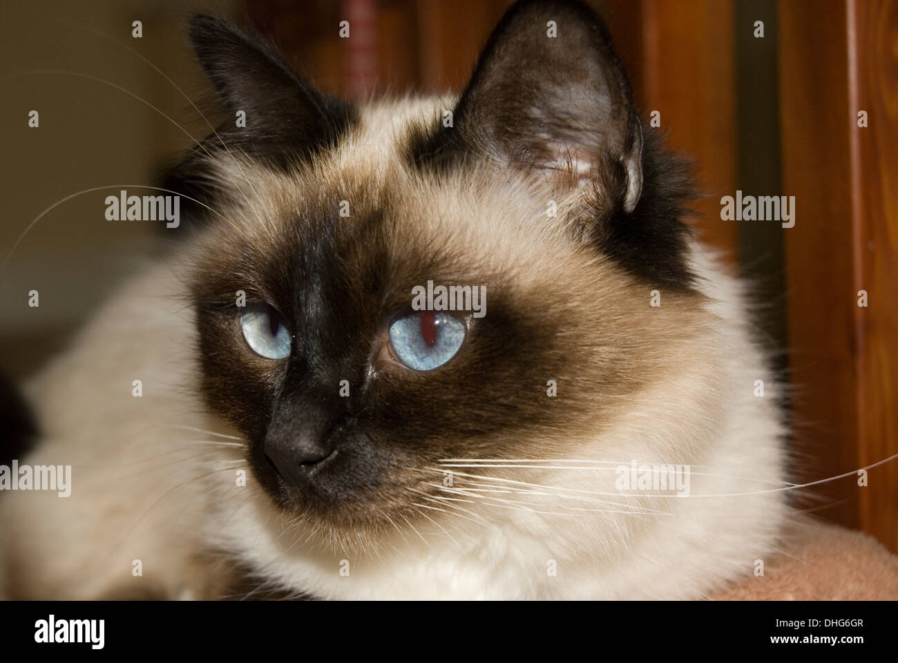 Sacred Cat Birma Seal Point Birman Stockfotos und -bilder Kaufen - Alamy
