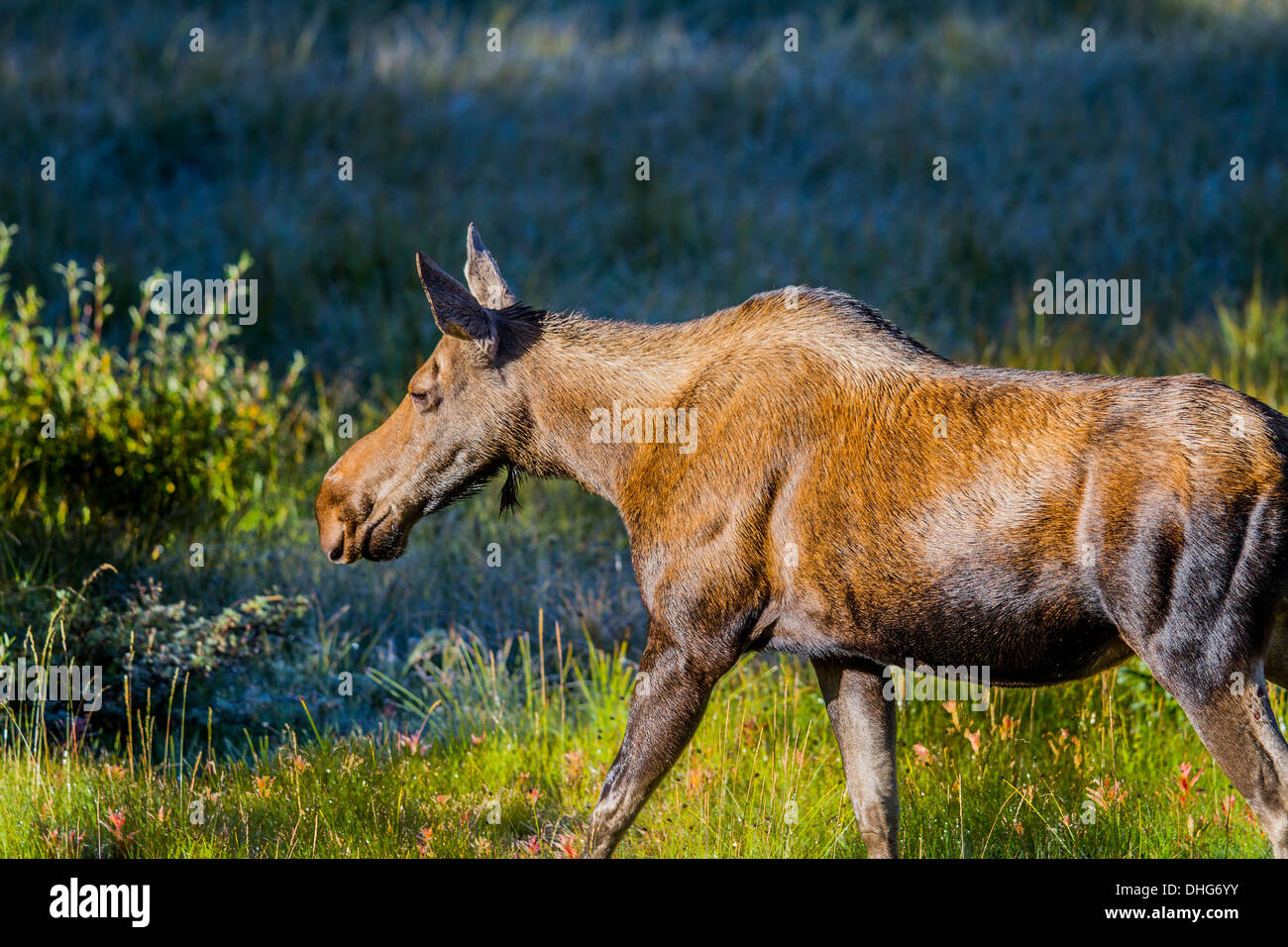 Elch Weibliches Tierfoto Stockfotos und -bilder Kaufen - Alamy