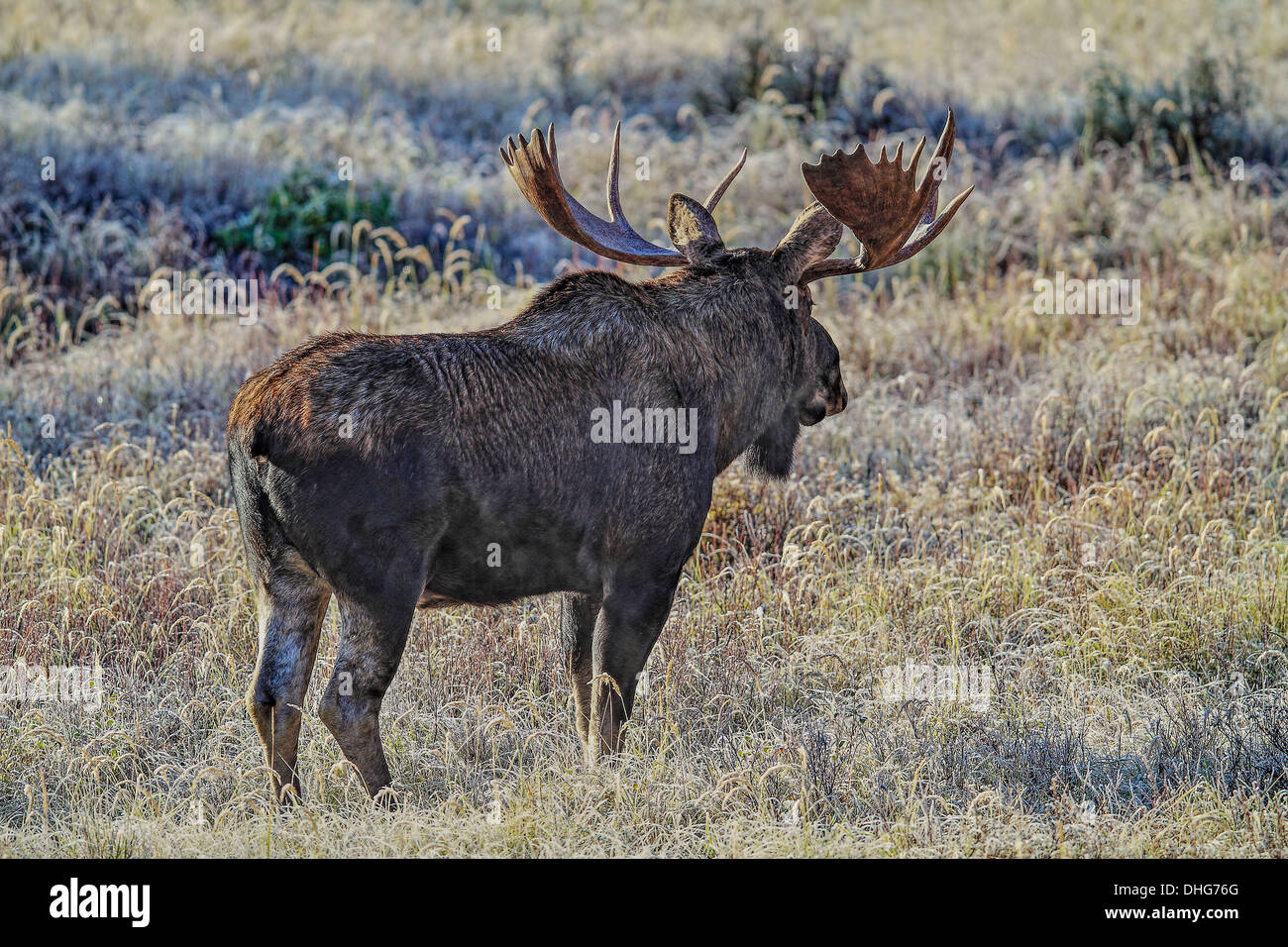 Elch lebensraum -Fotos und -Bildmaterial in hoher Auflösung – Alamy
