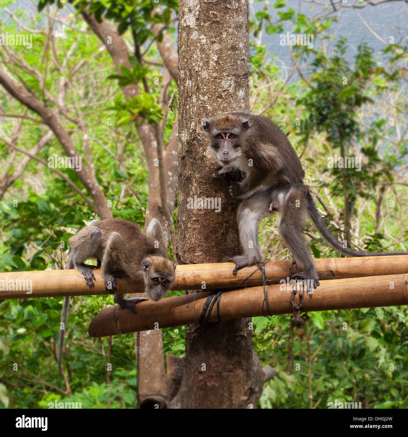 Affe auf baum -Fotos und -Bildmaterial in hoher Auflösung – Alamy