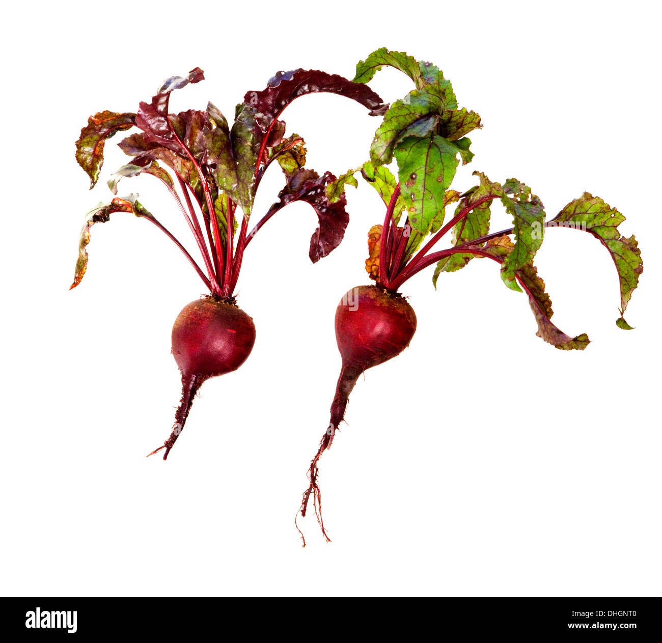 Rote beete -Fotos und -Bildmaterial in hoher Auflösung – Alamy