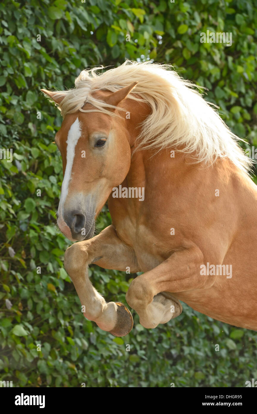 Haflinger pferd -Fotos und -Bildmaterial in hoher Auflösung – Alamy
