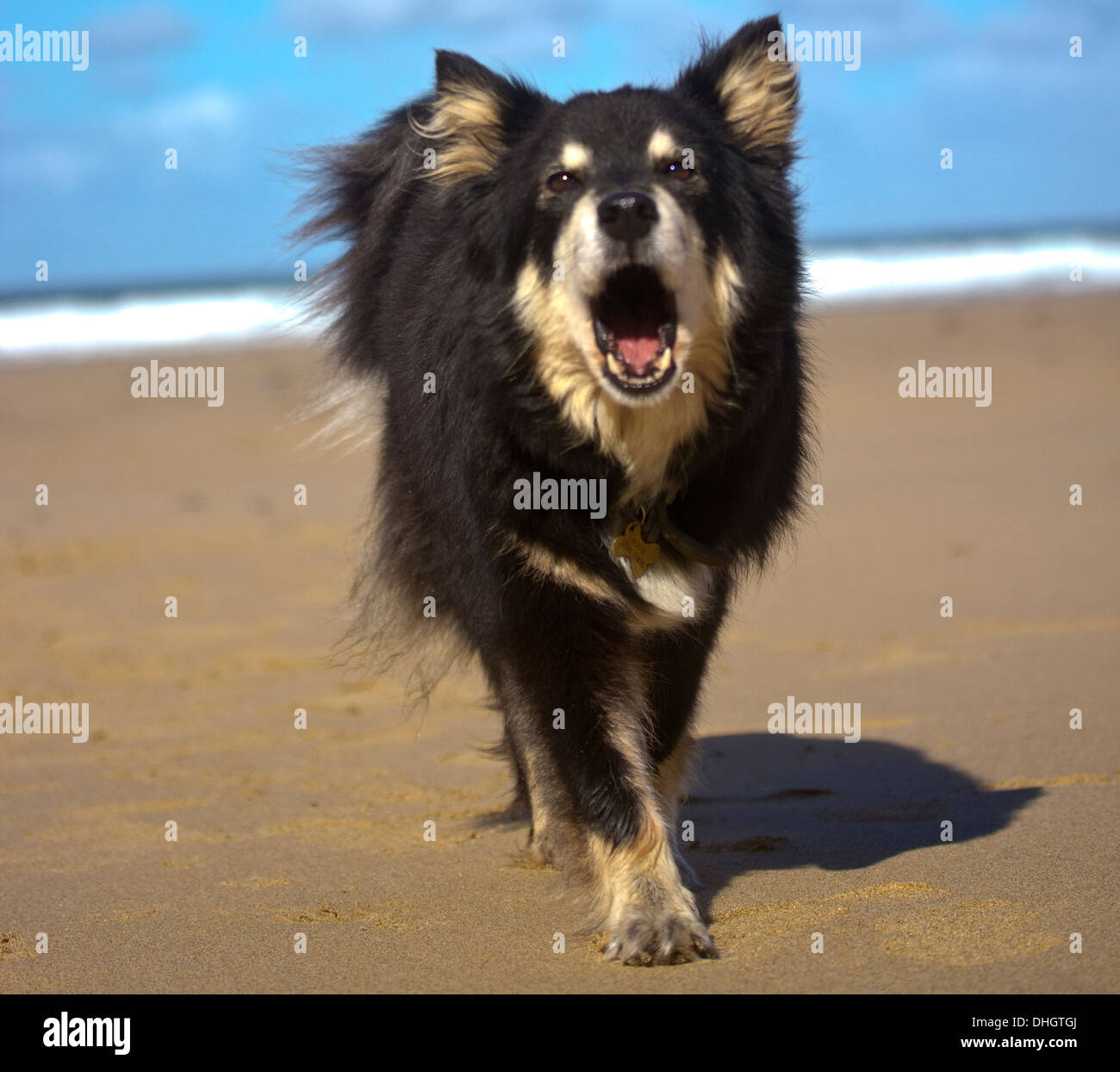 Bellender hund am strand -Fotos und -Bildmaterial in hoher Auflösung ...