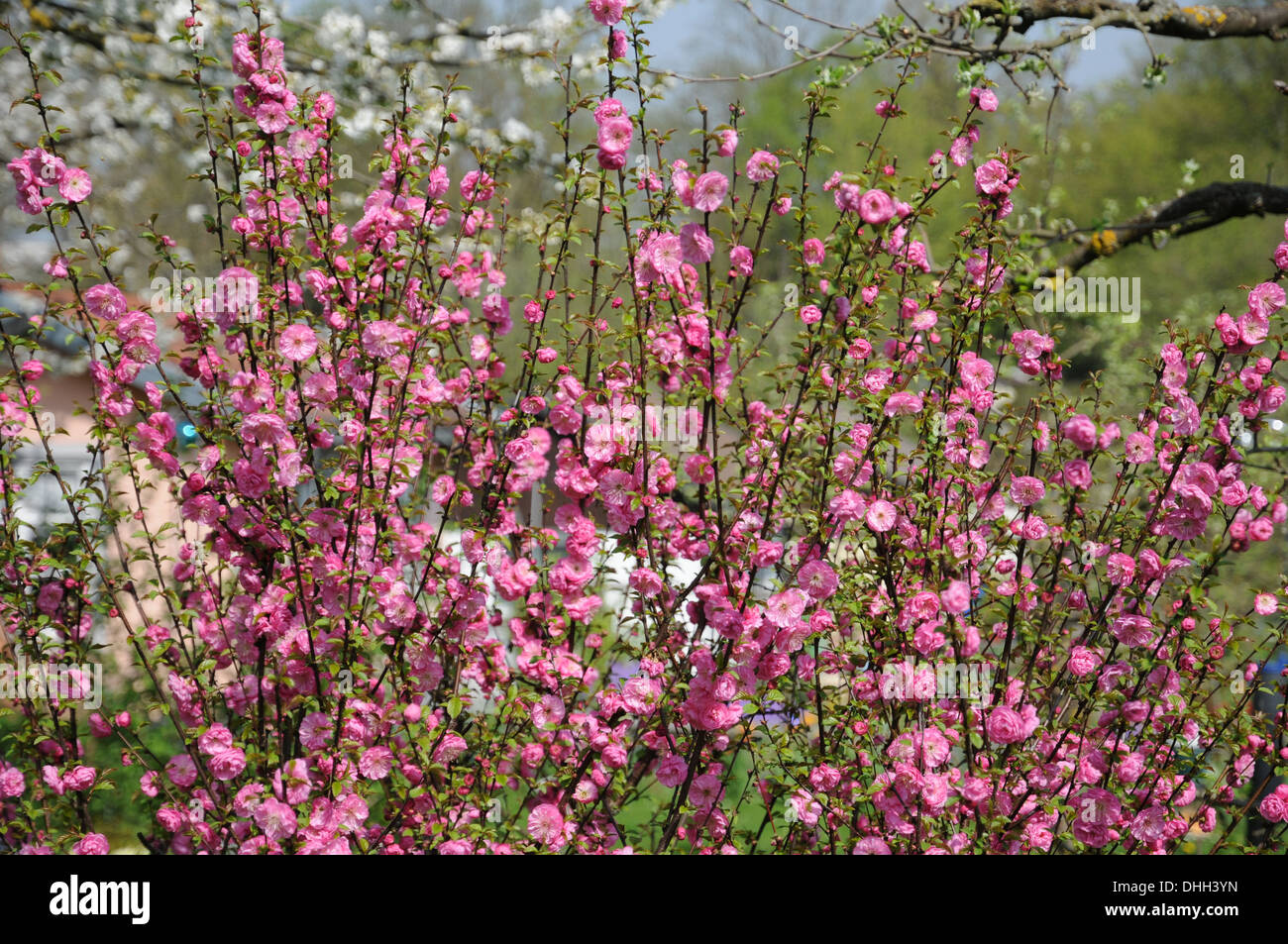 Almond tree prunus triloba mandelbaum -Fotos und -Bildmaterial in hoher ...