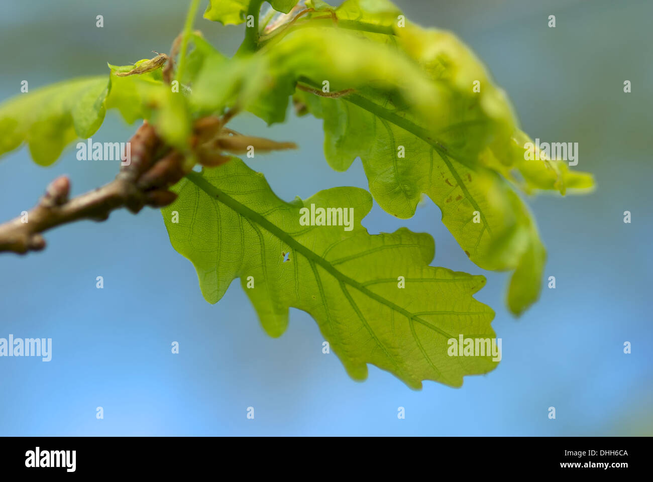 Neue eiche -Fotos und -Bildmaterial in hoher Auflösung – Alamy
