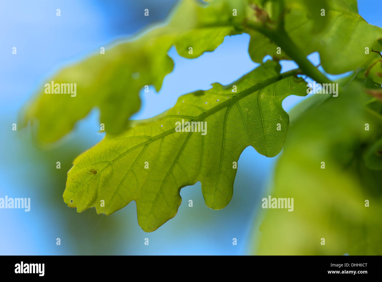 Neue eiche -Fotos und -Bildmaterial in hoher Auflösung – Alamy