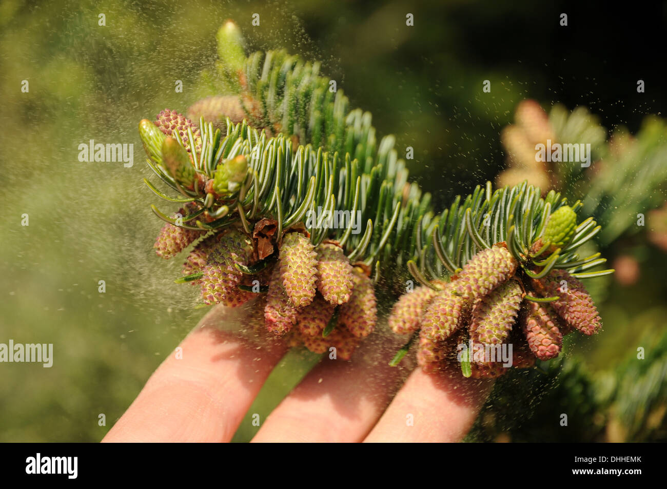 Griechische tannen -Fotos und -Bildmaterial in hoher Auflösung – Alamy Griechische tannen -Fotos und -Bildmaterial in hoher Auflösung – Alamy