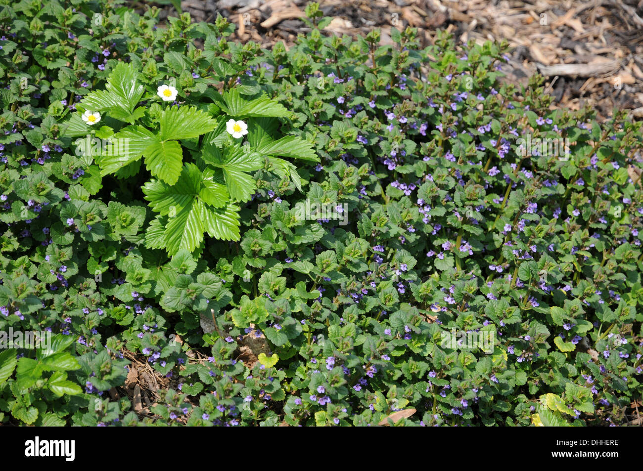 Creeping charlie -Fotos und -Bildmaterial in hoher Auflösung – Alamy