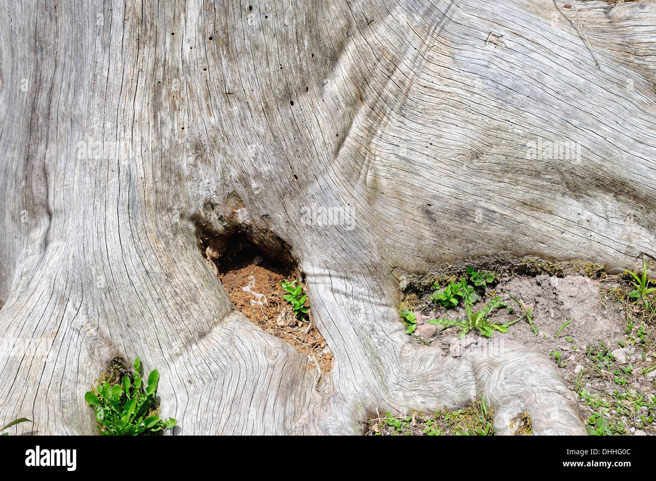 Baumwurzel grafik -Fotos und -Bildmaterial in hoher Auflösung – Alamy