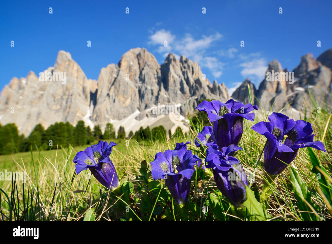 Alpine Enziane Stockfotos und -bilder Kaufen - Alamy