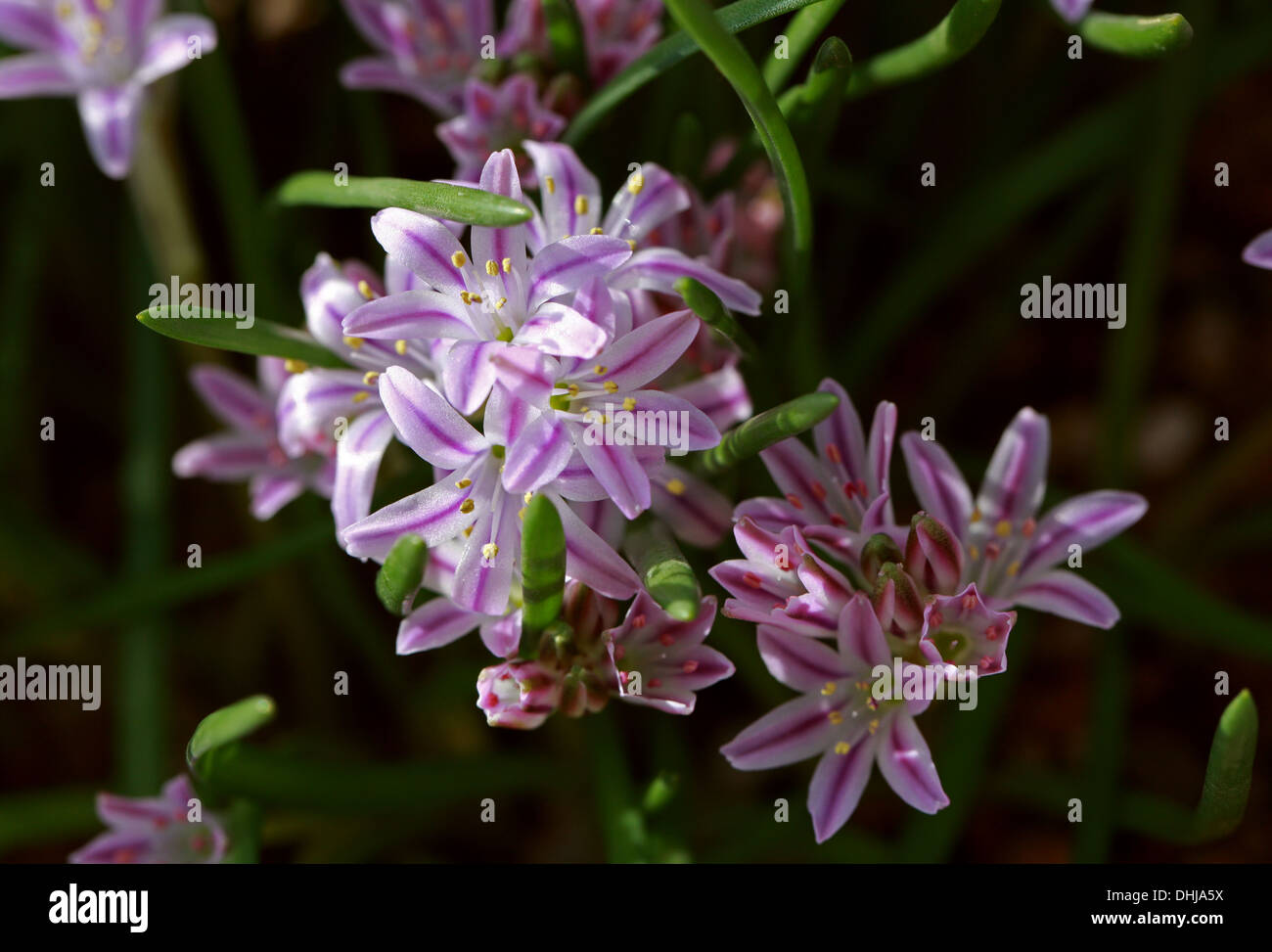 Polyxena corymbosa -Fotos und -Bildmaterial in hoher Auflösung – Alamy