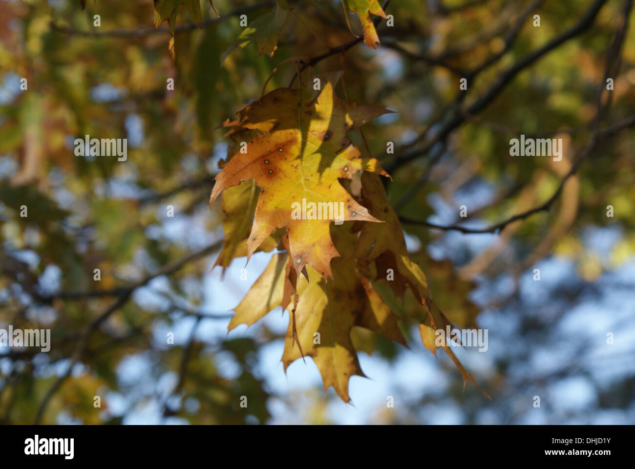 Laub eiche -Fotos und -Bildmaterial in hoher Auflösung – Alamy