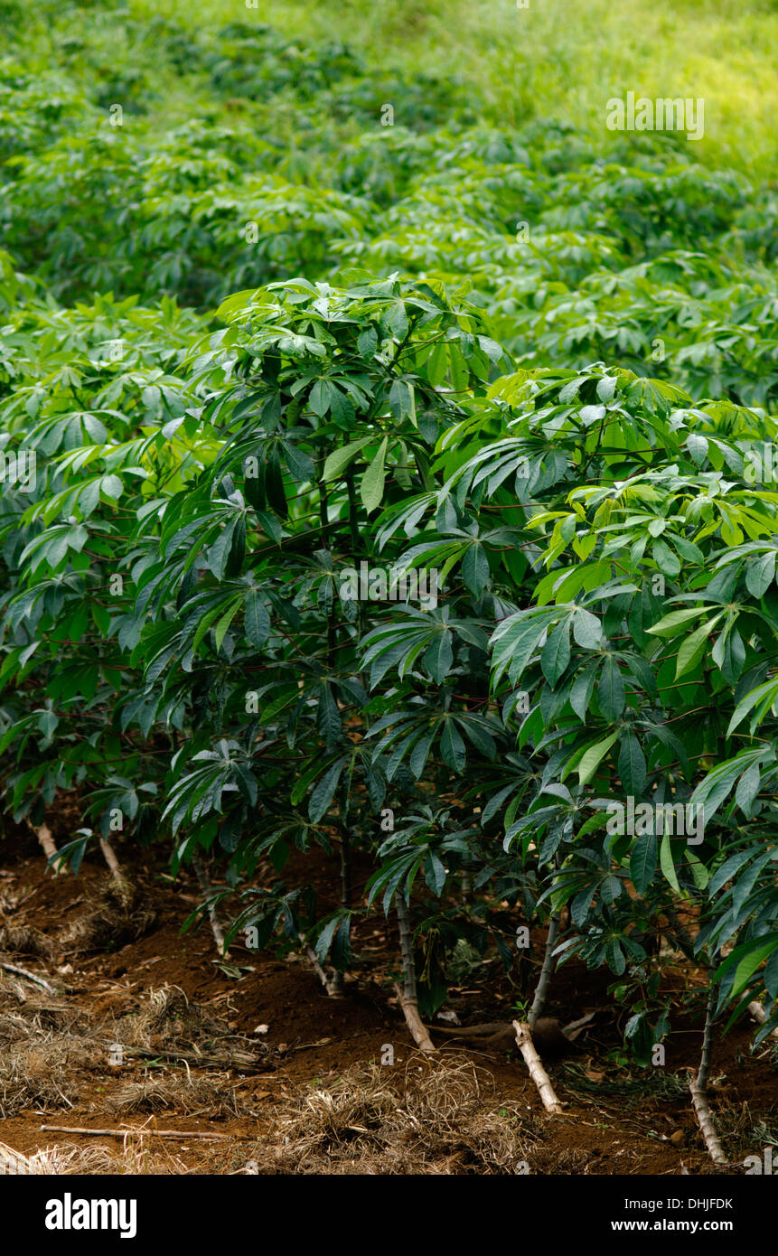 Maniokbaum Maniok Stockfotos und -bilder Kaufen - Alamy