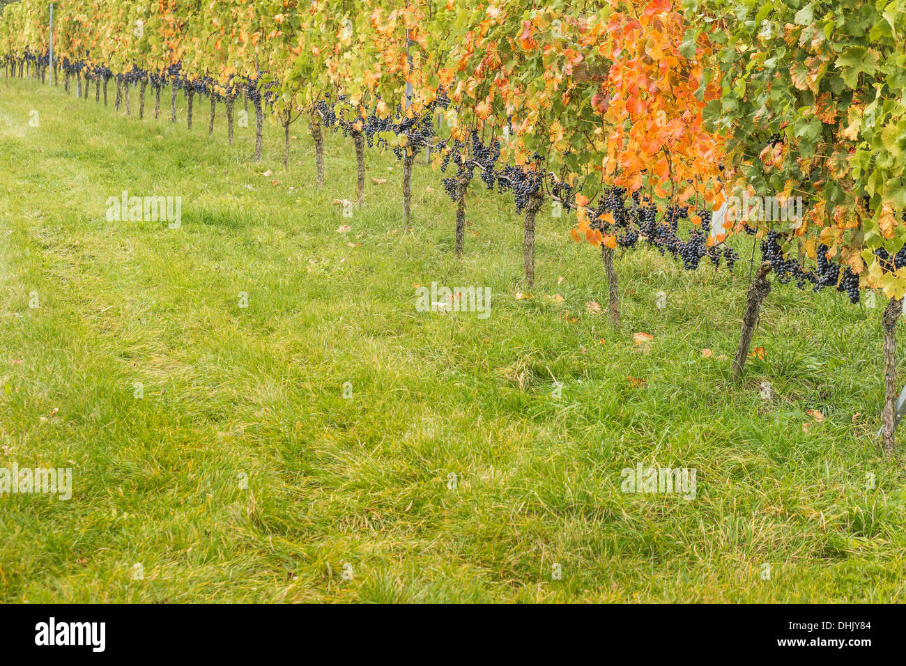 Farbige trauben -Fotos und -Bildmaterial in hoher Auflösung – Alamy