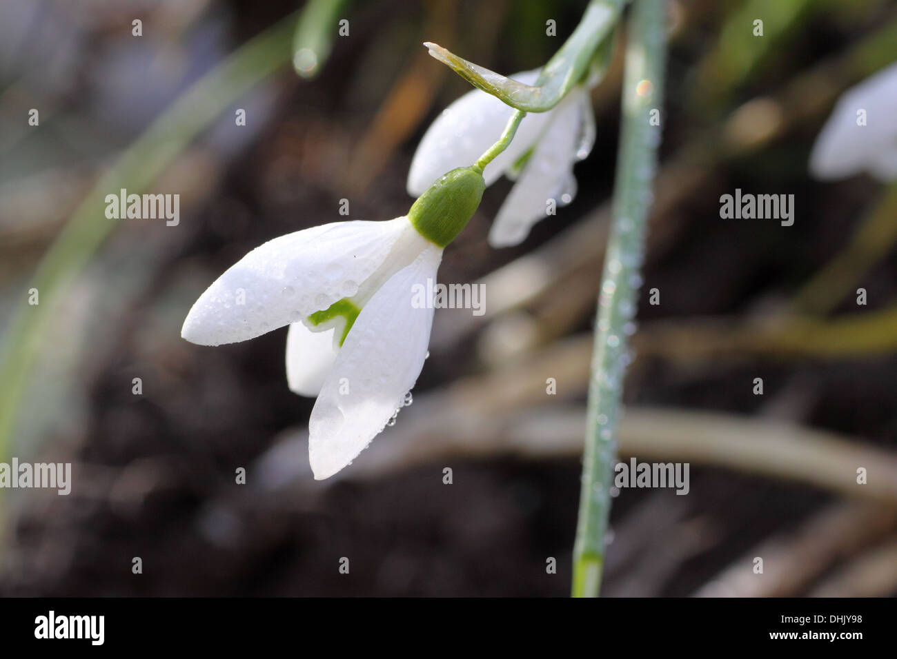 Lichtmess glockchen -Fotos und -Bildmaterial in hoher Auflösung – Alamy