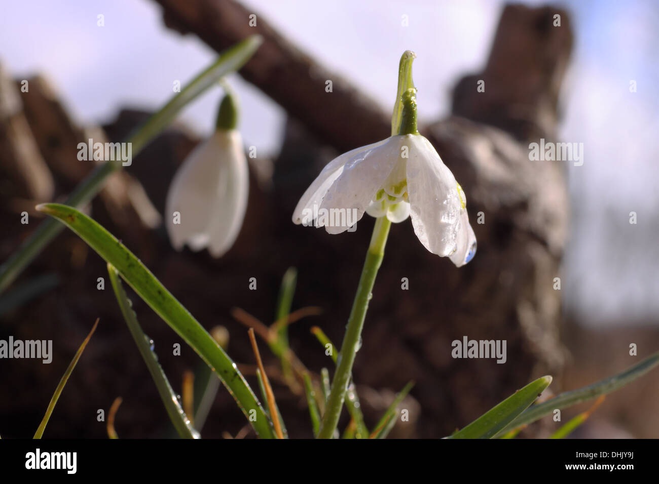 Lichtmess glockchen -Fotos und -Bildmaterial in hoher Auflösung – Alamy