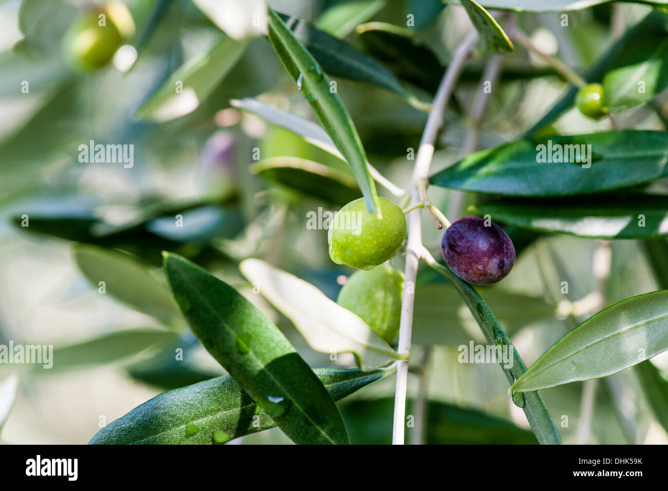 Olivenbaum gardasee -Fotos und -Bildmaterial in hoher Auflösung – Alamy