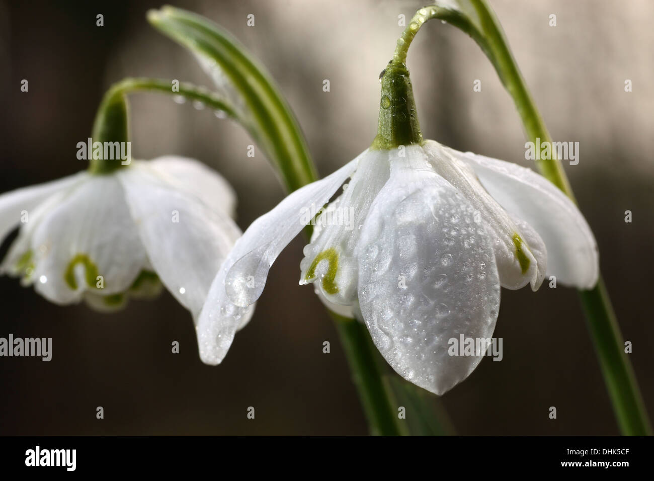 Lichtmess glockchen -Fotos und -Bildmaterial in hoher Auflösung – Alamy
