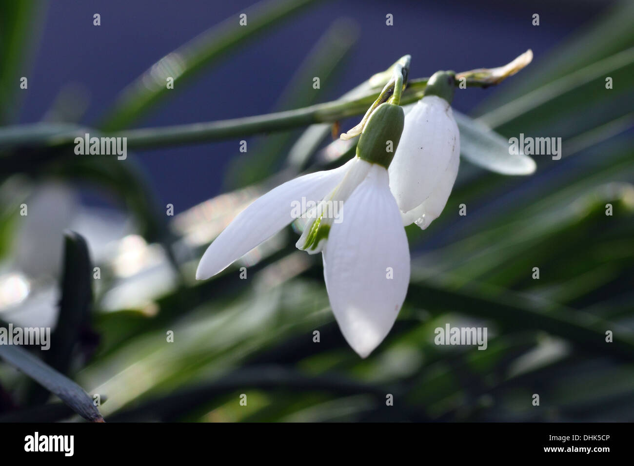 Lichtmess glockchen -Fotos und -Bildmaterial in hoher Auflösung – Alamy