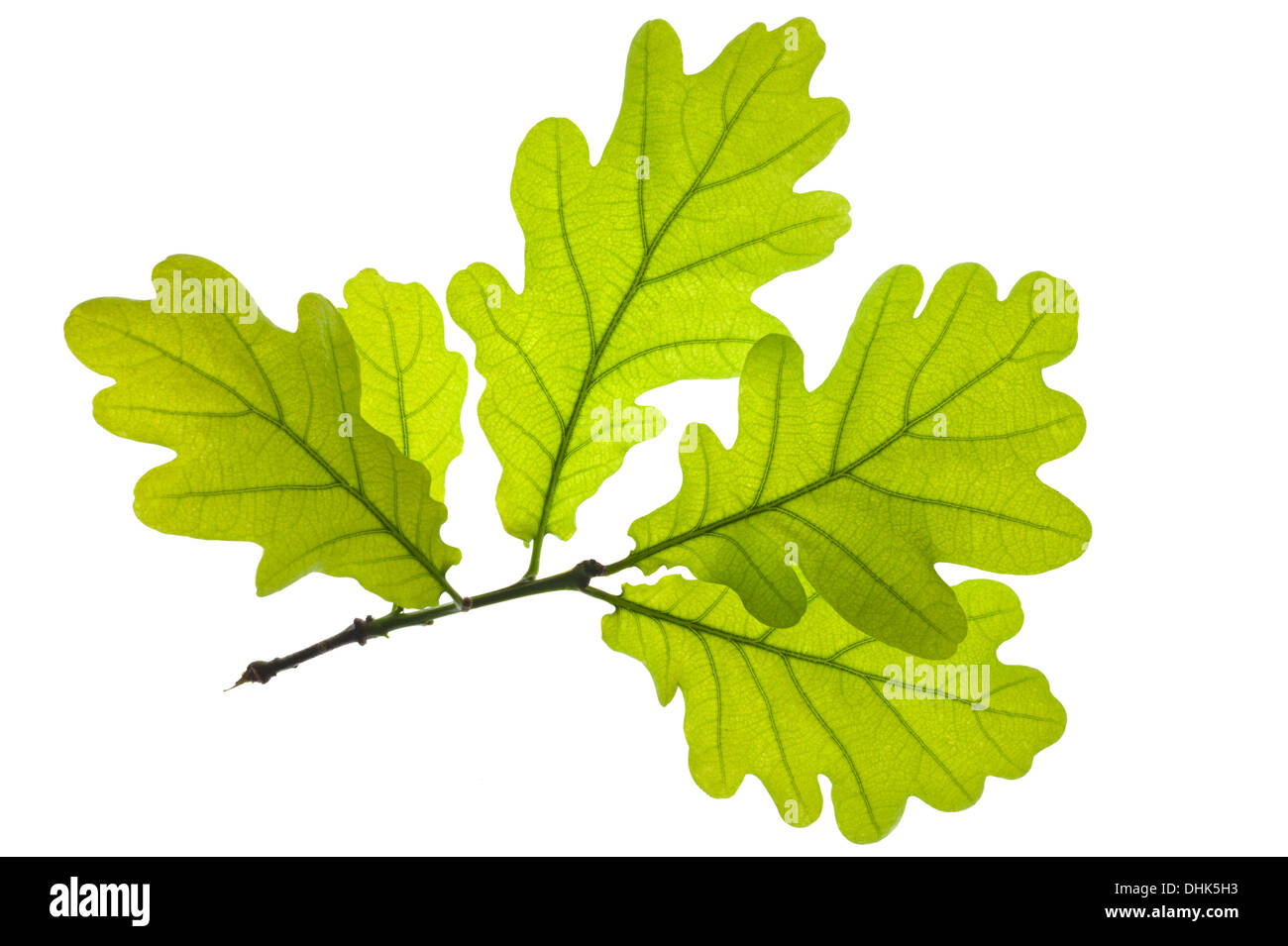 Blattstruktur eiche -Fotos und -Bildmaterial in hoher Auflösung – Alamy