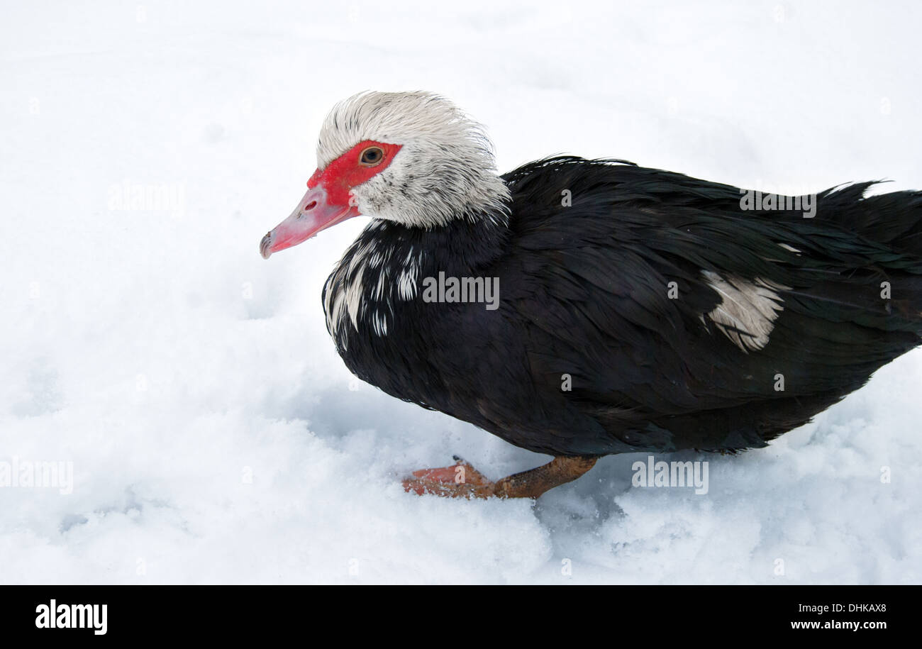 Muscovy ente winter -Fotos und -Bildmaterial in hoher Auflösung – Alamy