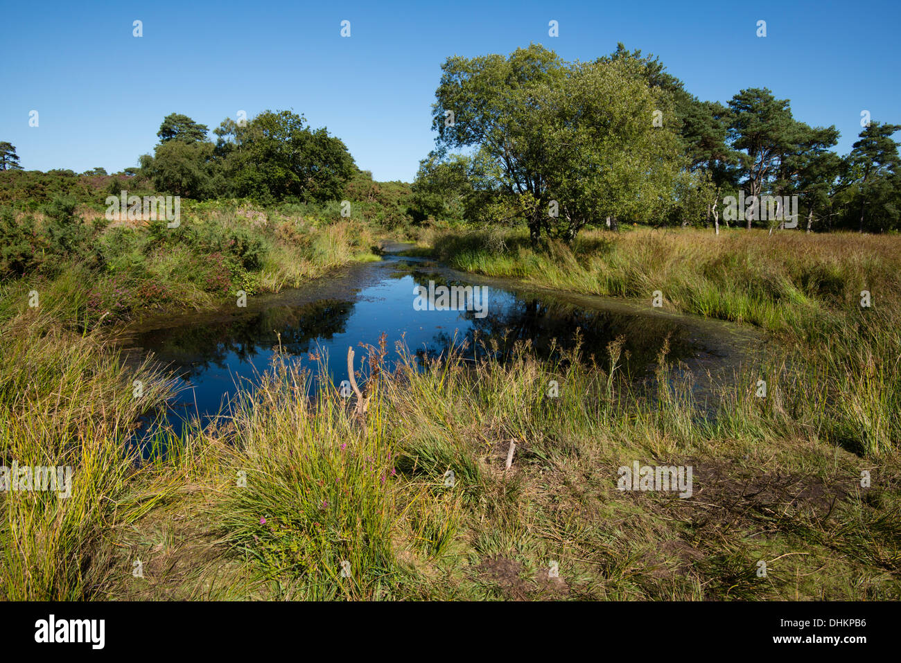 Teich im moor -Fotos und -Bildmaterial in hoher Auflösung – Alamy