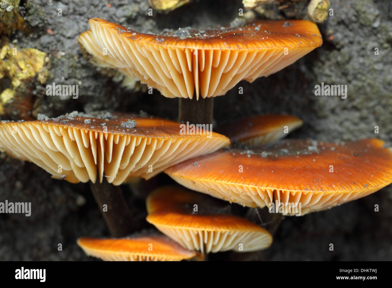 Harte pilze -Fotos und -Bildmaterial in hoher Auflösung – Alamy