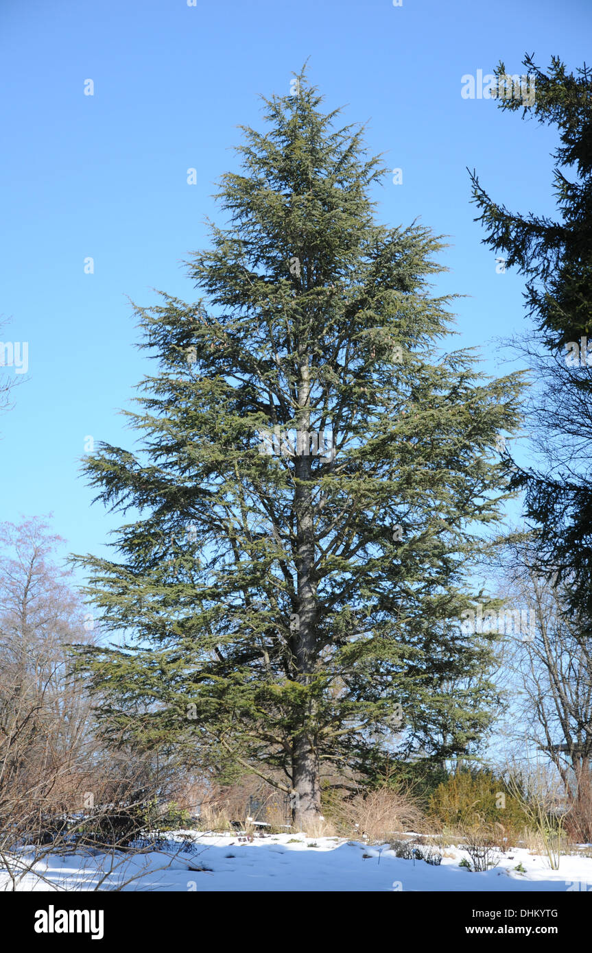 Cedrus libanii -Fotos und -Bildmaterial in hoher Auflösung – Alamy
