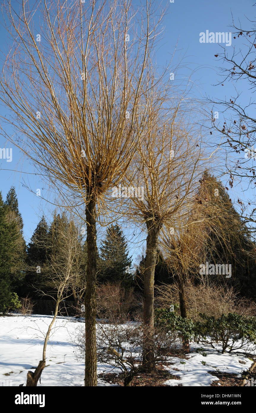 Silber weide -Fotos und -Bildmaterial in hoher Auflösung – Alamy