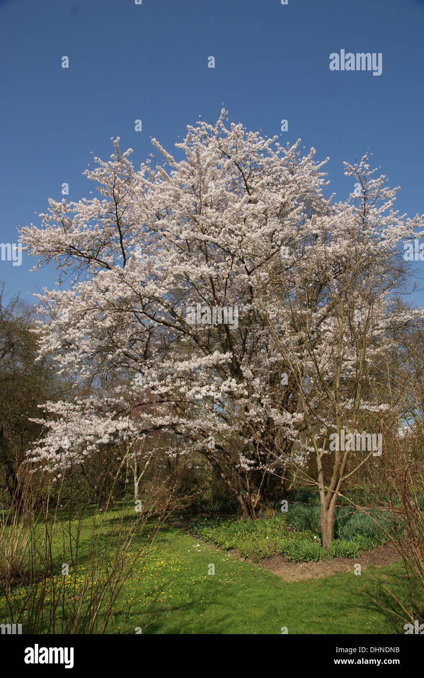 Yoshino kirschbäume -Fotos und -Bildmaterial in hoher Auflösung – Alamy