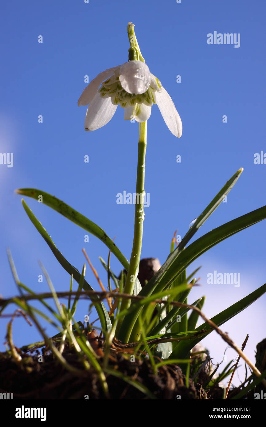 Lichtmess glockchen -Fotos und -Bildmaterial in hoher Auflösung – Alamy