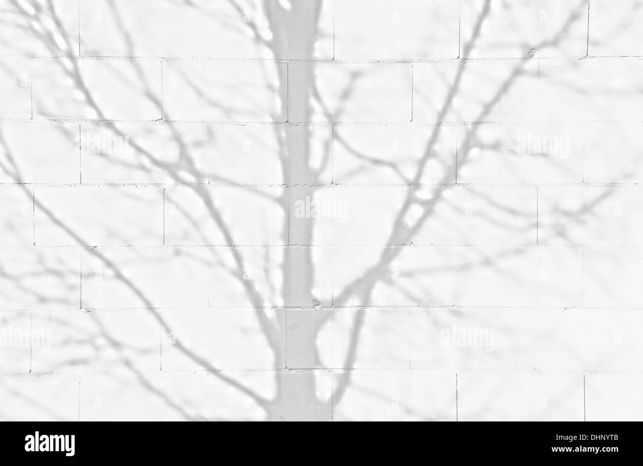 Baumschatten an der wand -Fotos und -Bildmaterial in hoher Auflösung ...