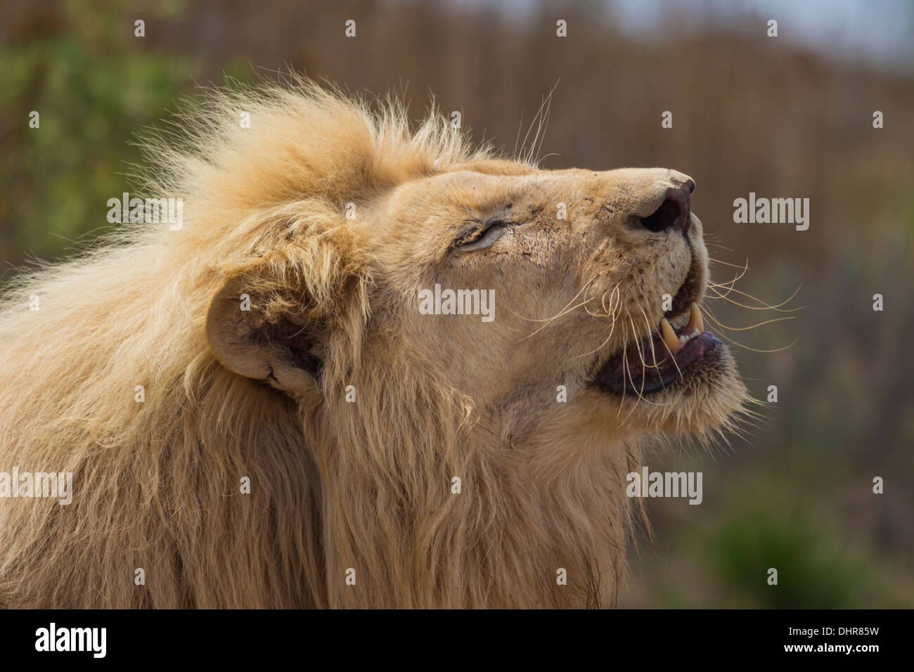 Weißer löwe mit blauen augen -Fotos und -Bildmaterial in hoher ...