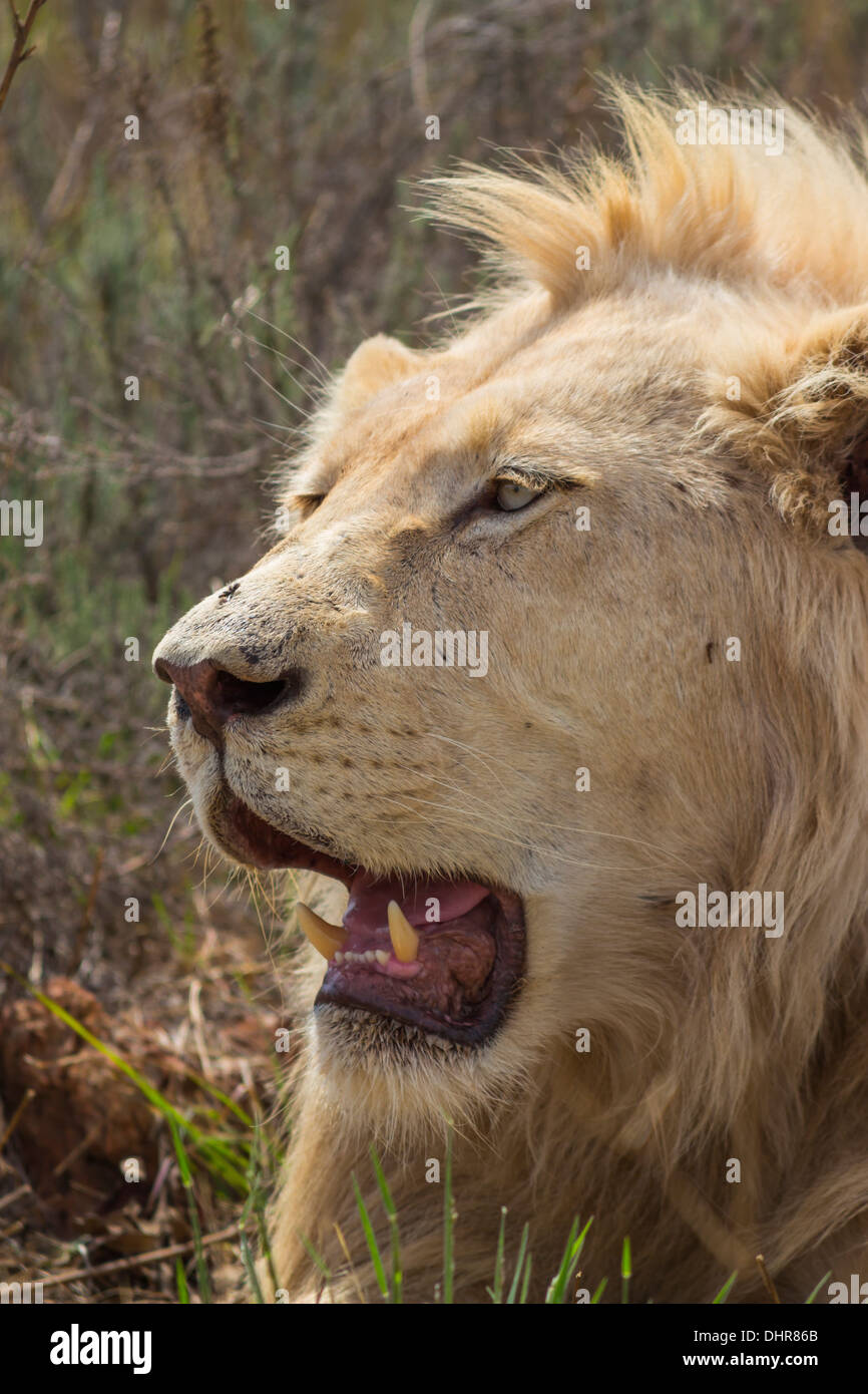 Weißer löwe mit blauen augen -Fotos und -Bildmaterial in hoher ...