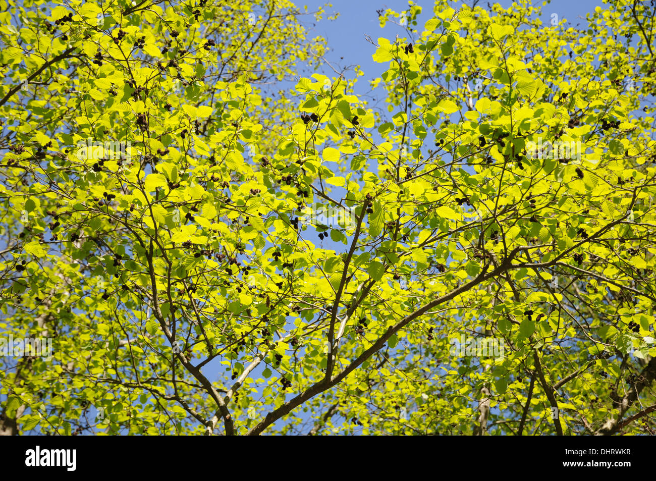Pollen erle -Fotos und -Bildmaterial in hoher Auflösung – Alamy