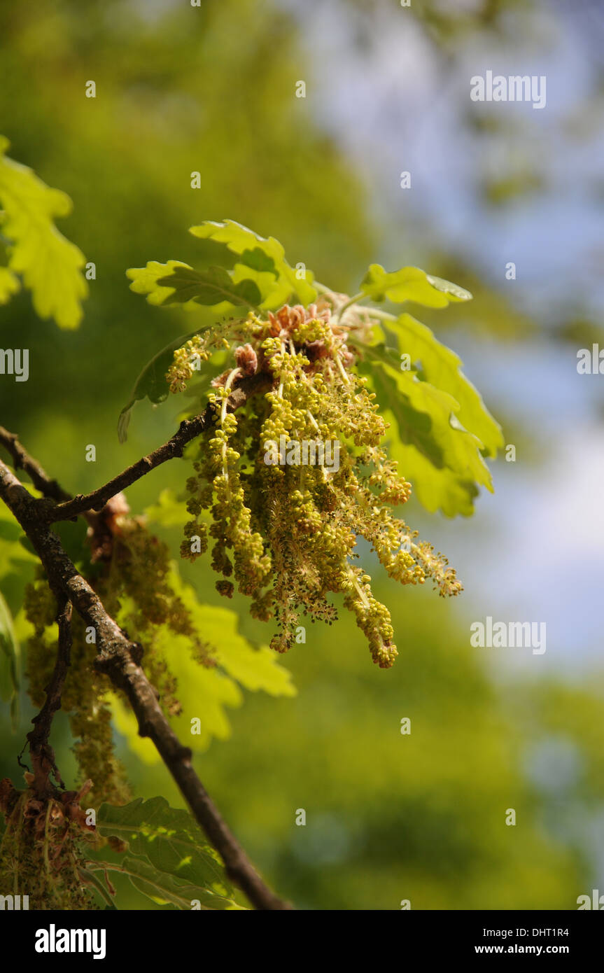 Die flaumeiche -Fotos und -Bildmaterial in hoher Auflösung – Alamy
