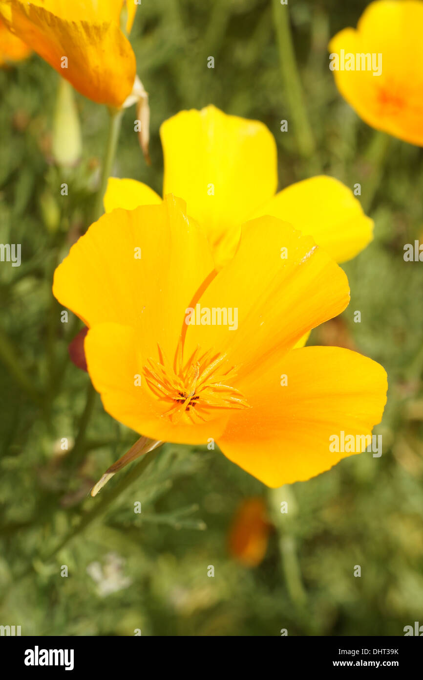 Kalifornischer mohn -Fotos und -Bildmaterial in hoher Auflösung – Alamy